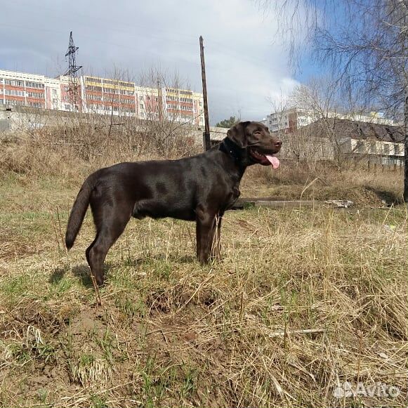 Озорной мальчик ищет подругу для близкого знакомст