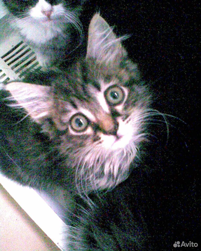 Европейской к/ш котята 1,5 мес