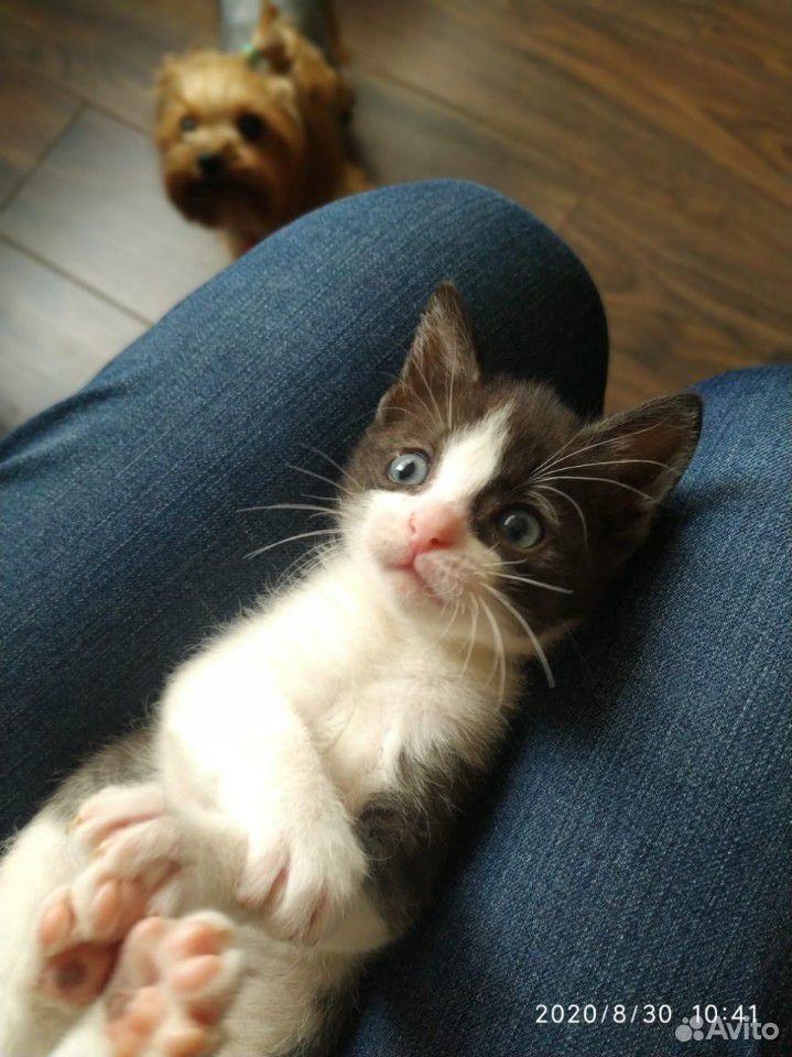 Кошка
