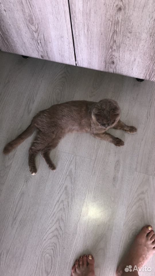 Кот британский вислоухий