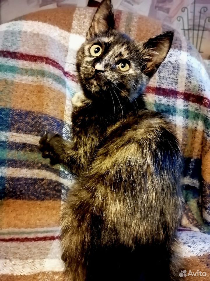 Кошка