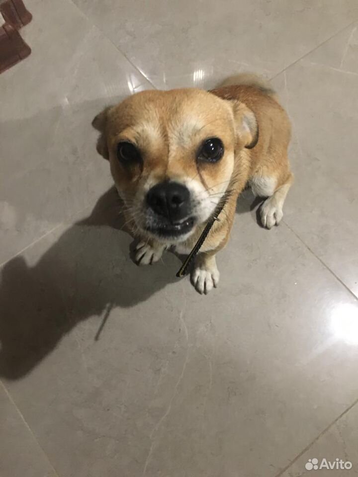 Ищу лучший дом для мелкой собачки мальчика Пусика