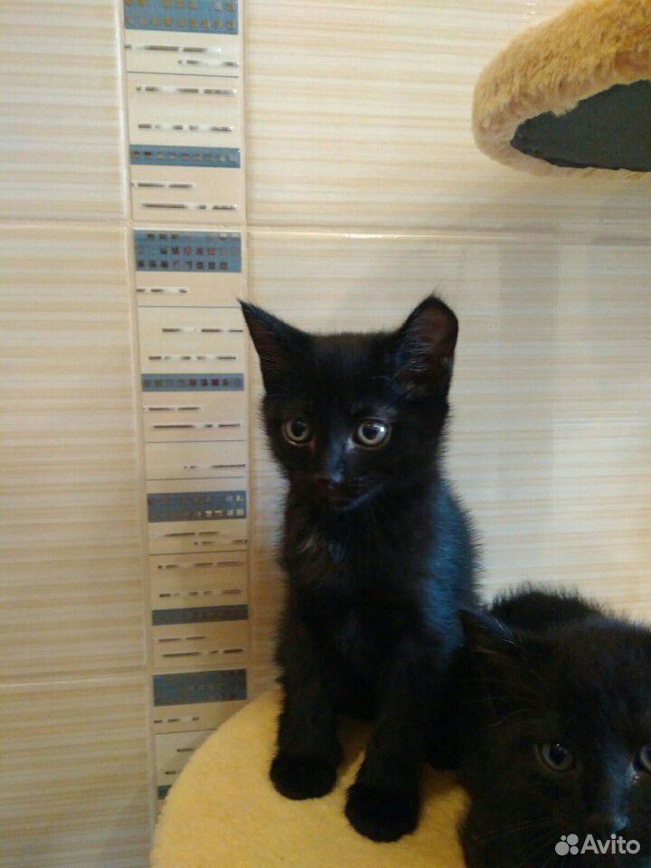 Котик бомбейской породы