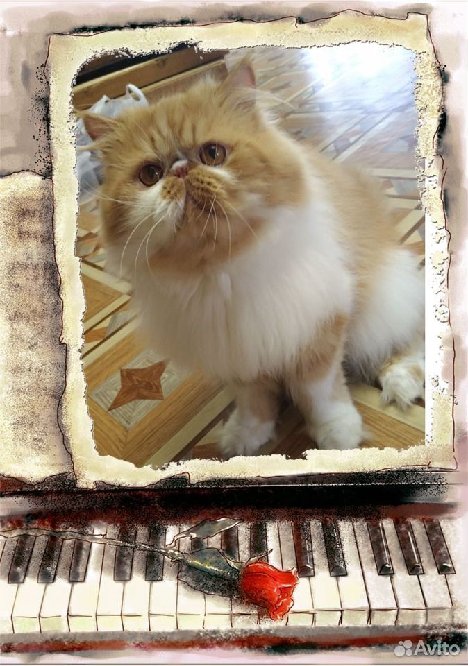 Красавец "мужчина"