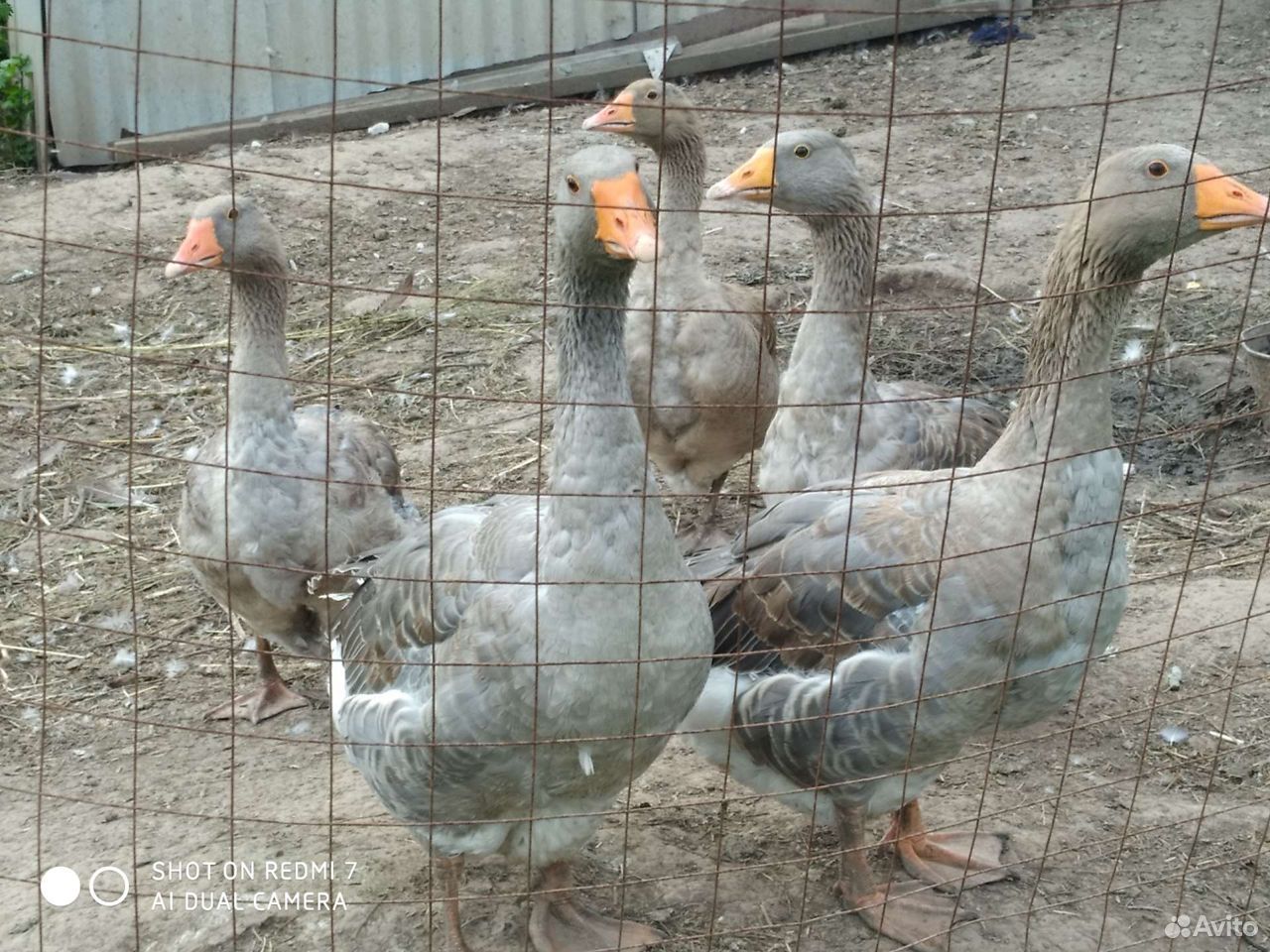 Продаю семью гусей