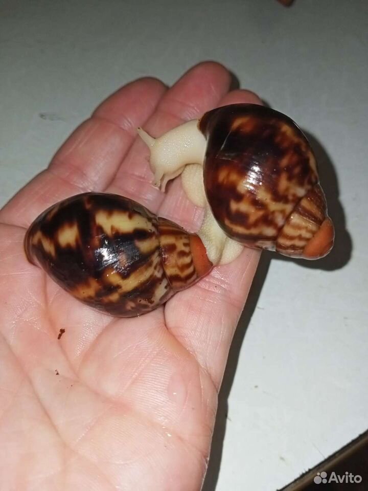 Улитка эгрегия леуцист