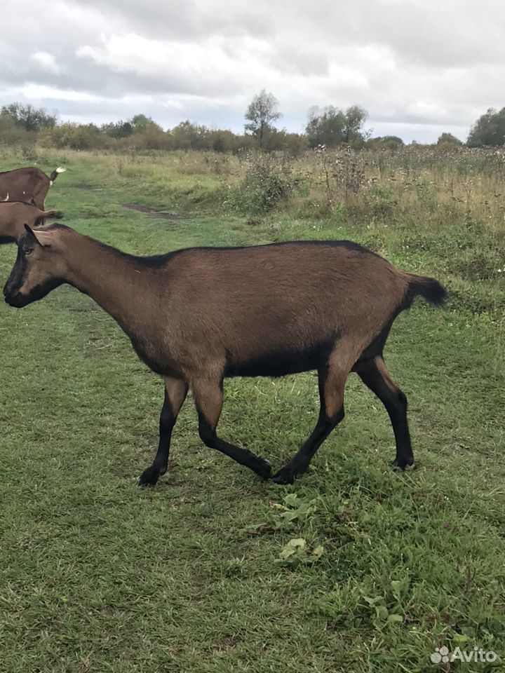 Коза чешская крытая