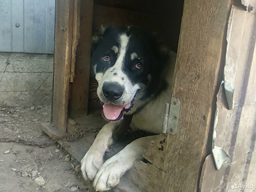 Среднеазиатская овчарка