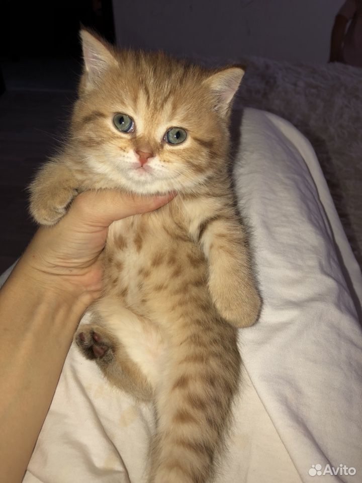 Нежная девочка- тигрёнок