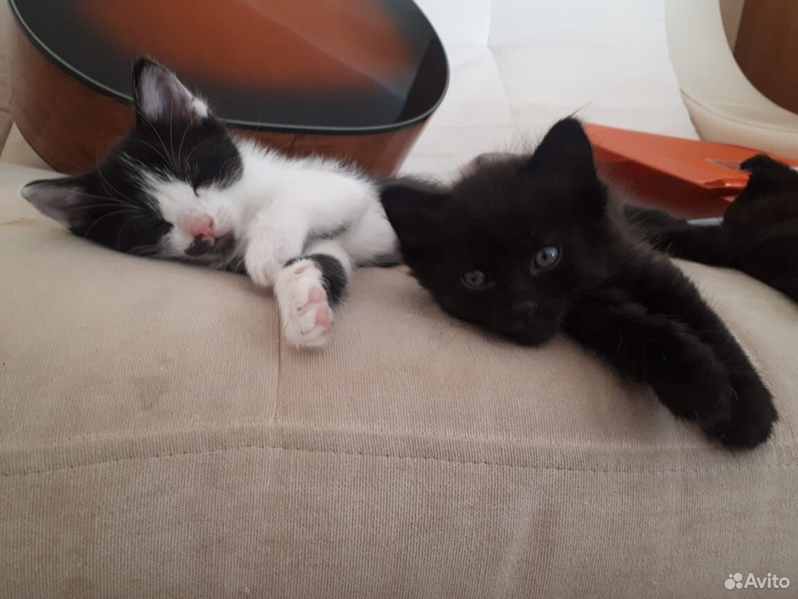 Котята чёрного цвета