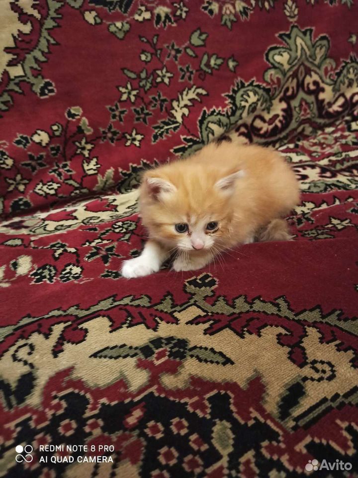 Рыжий котенок
