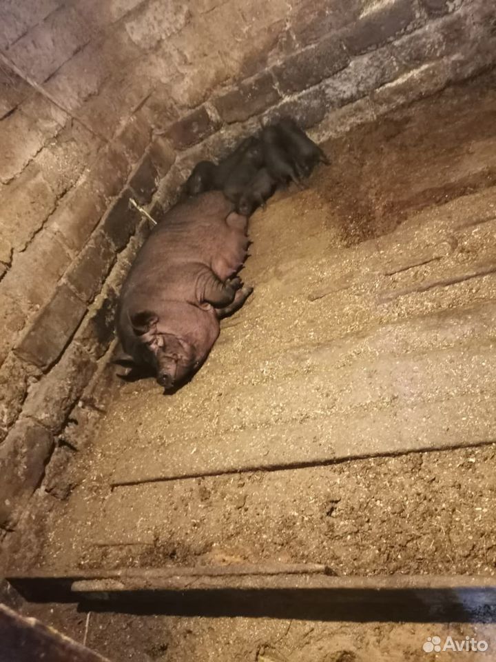 Вьетнамские вислобрюхие свиньи,хряк и поросята