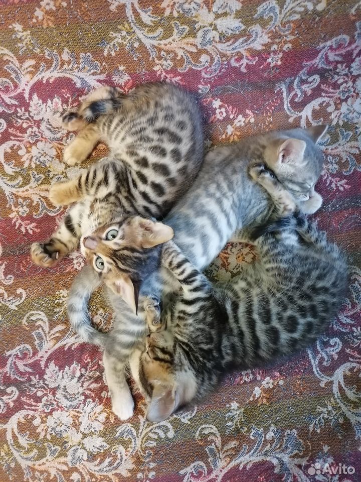 Продам котят