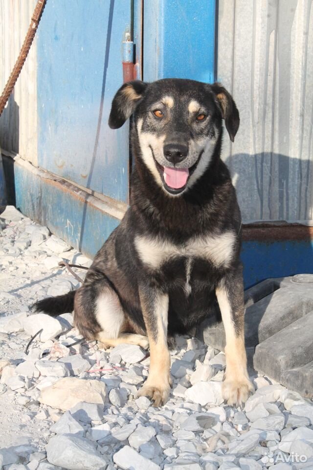 Арчик (Собаки тузлы)