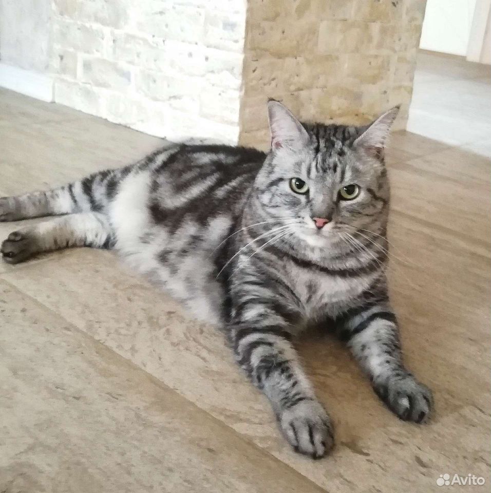 Шикарный парень ищет дом