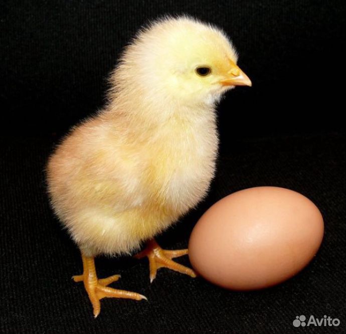 Цыплята и инкуб. яйцо Кобб-500 (Чехия)
