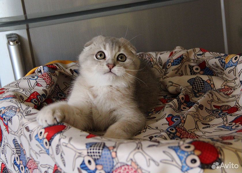 Голубой тикированный скоттиш-фолд котик