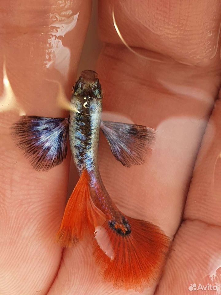 Гуппи Слоновь ушки (Чистая линия)