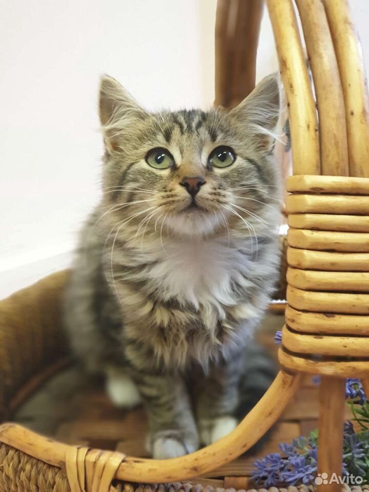 Аромат лаванды