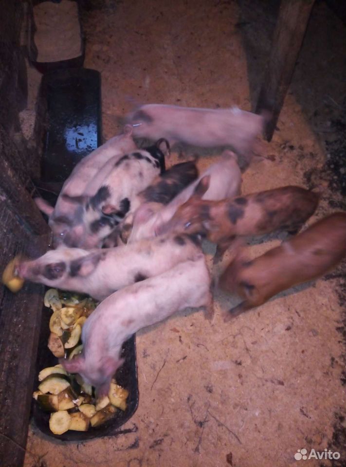 Поросенок ландрас с дюрком