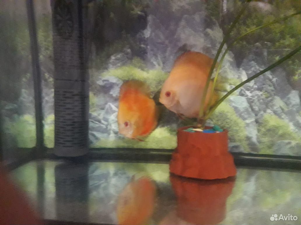 Дискус Мальборо