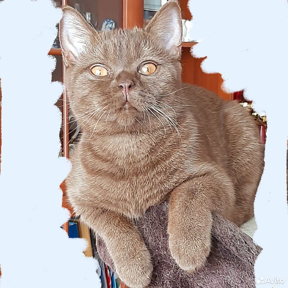 Шоколадная британочка