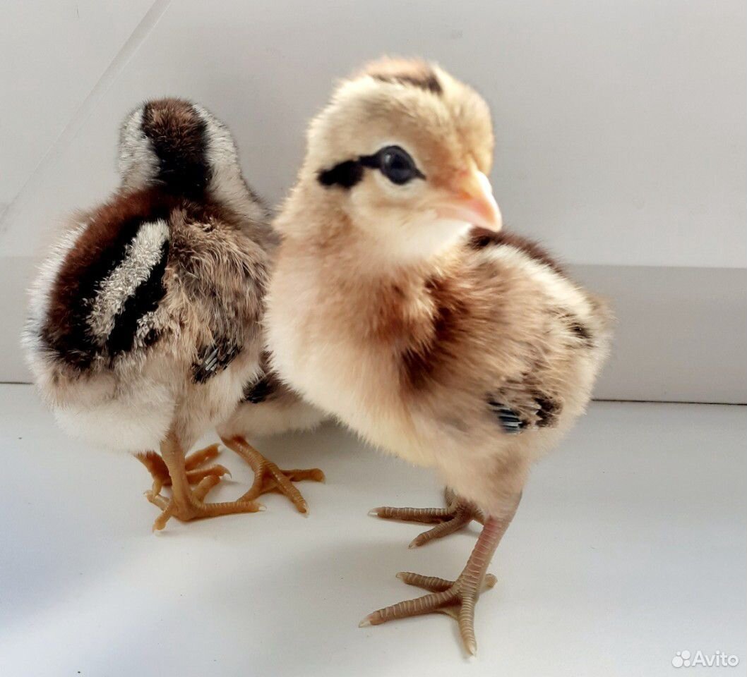 Куры Феникс цыплята