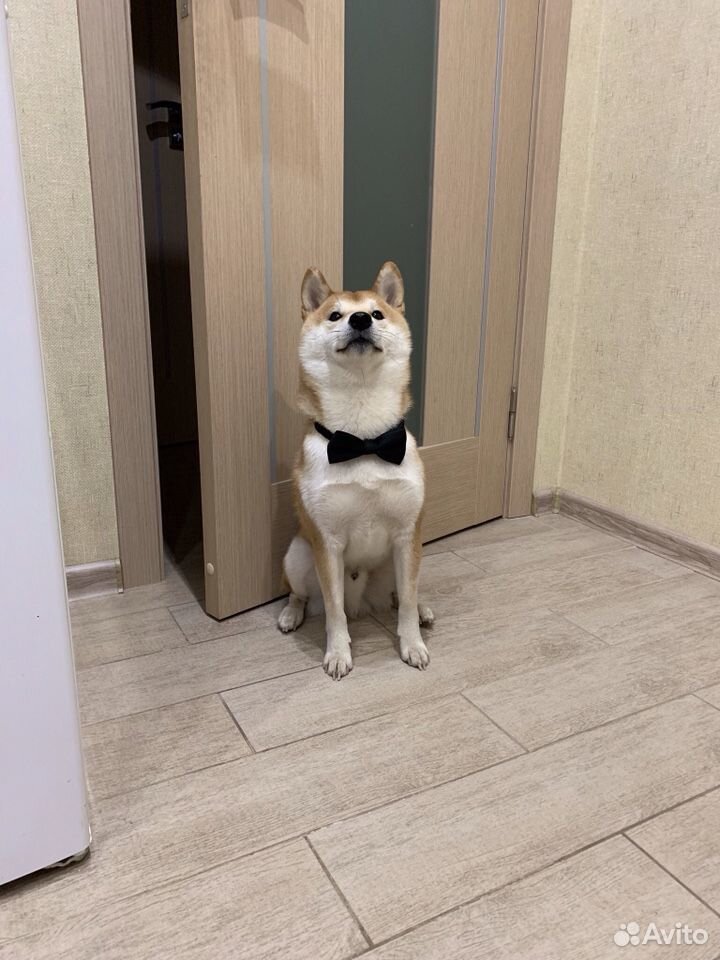 Сиба- Ину ищет невесту