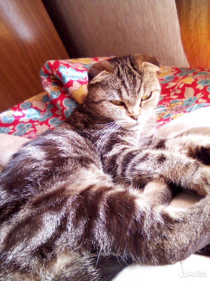 Шотландская