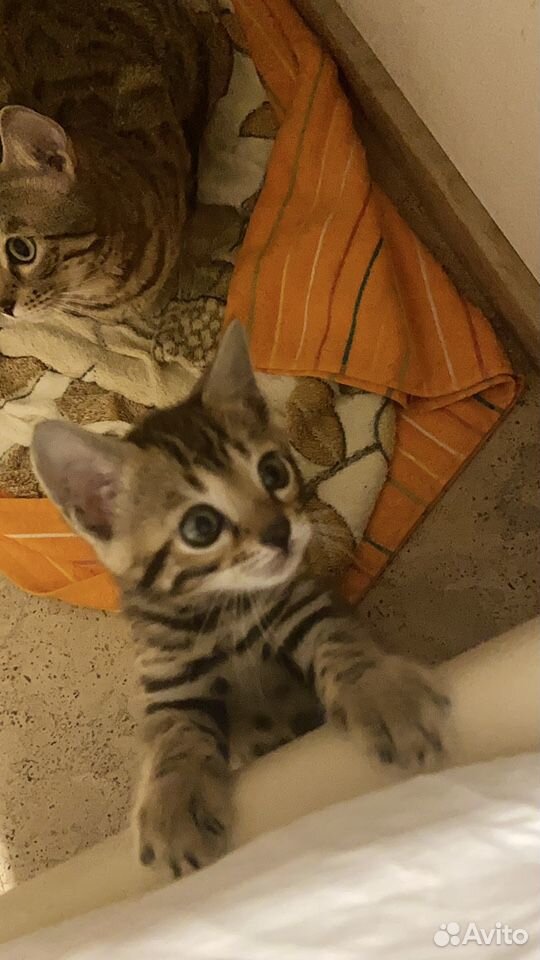 Котенок