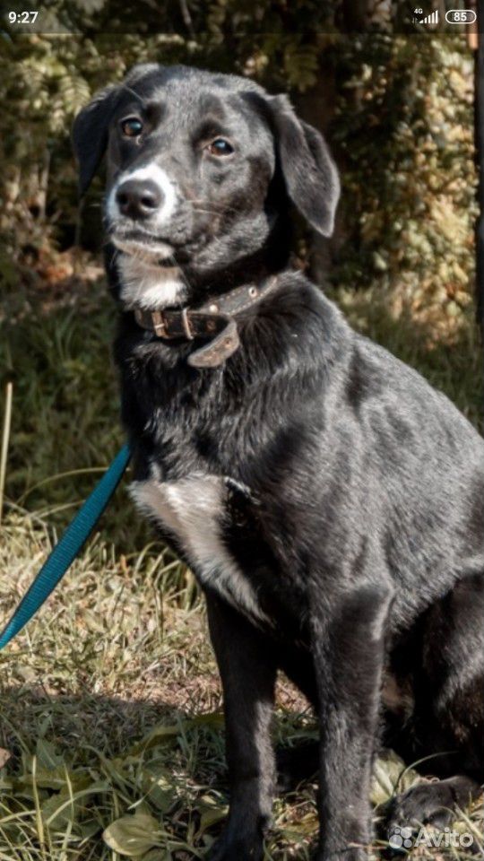 Королевишна Сюзанна домашняя 8 месяцев