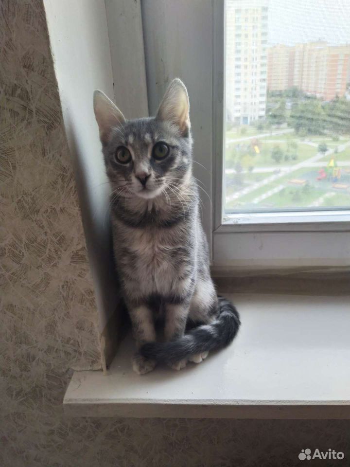 Молодая кошечка 4,5 мес