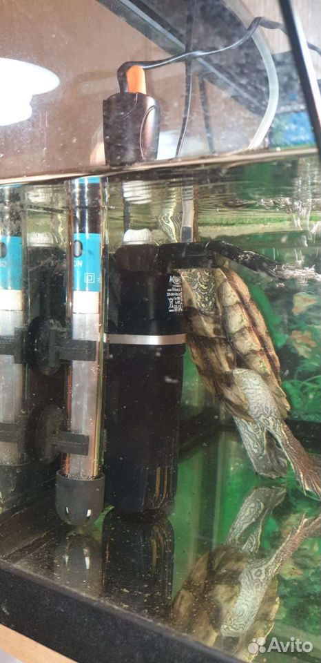 Черепаха бесплатно