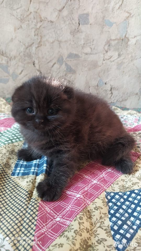 Котёнок (кошка/девочка) шотландка вислоухая