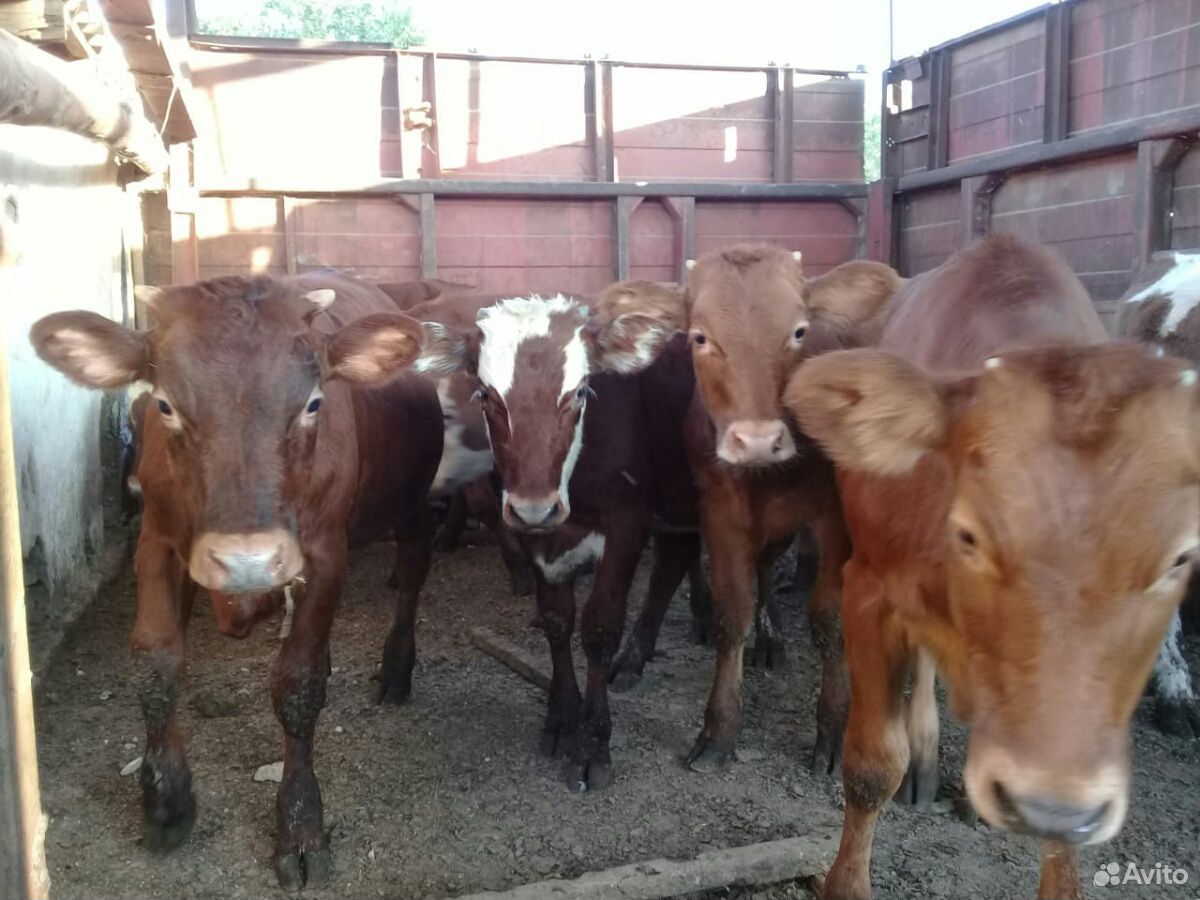 Бычки тёлки