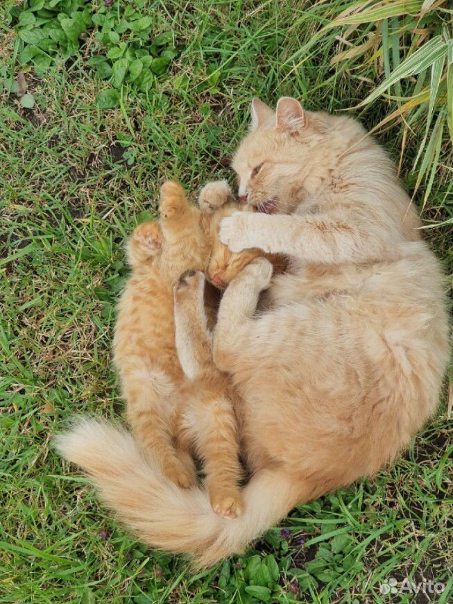 Котята ищут дом