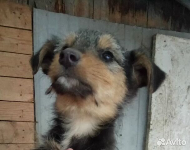 Щенки терьеристые