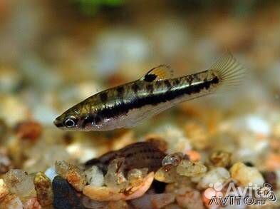 Малек формозы (Heterandria formosa)