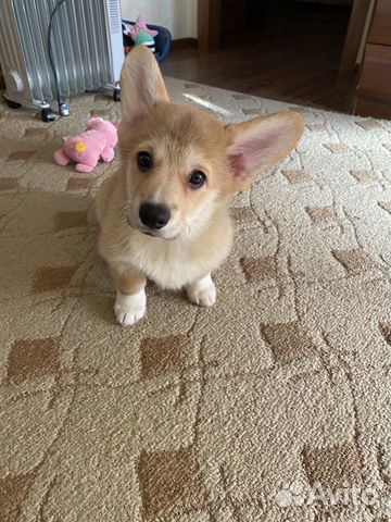 Продаётся щенок вельш Корги пемброк, девочка возра