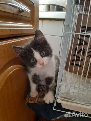 Котята в добрые руки бесплатно