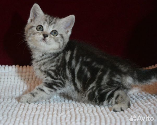 Мрамор на серебре