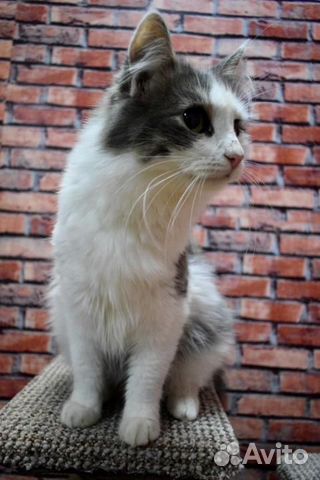 Котик Винни 1,5 года ищет семью