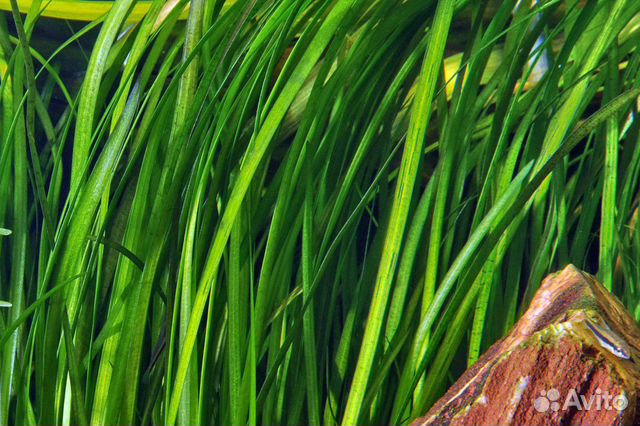 Валлиснерия водоросли