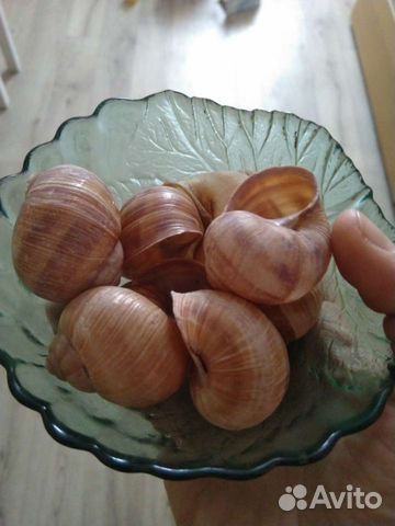 Раковины виноградных улиток