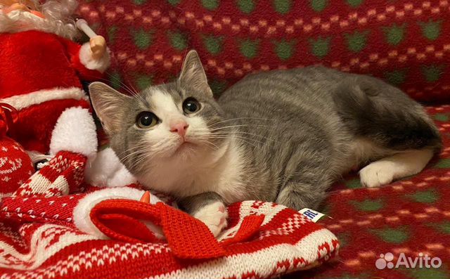 Сержик ищет дом