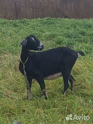 Коза англо-нубийка