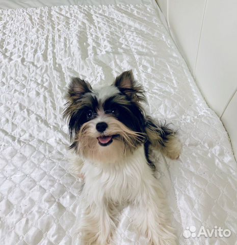 Бивер вязка