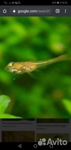 Мальки гуппи и меченосца