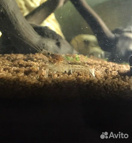 Мраморный рак