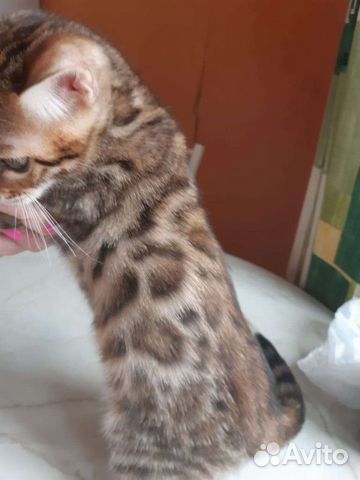 Шикарные бенгальские котята